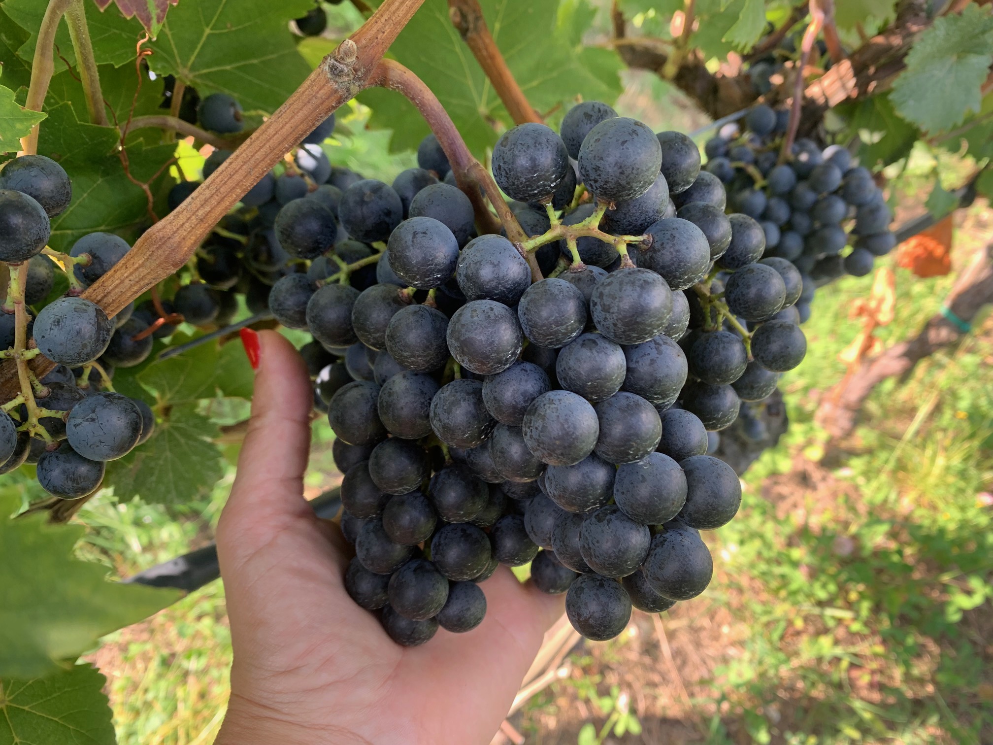 Ritorno a Isera tra le vigne eccellenti - Silvia Allegri